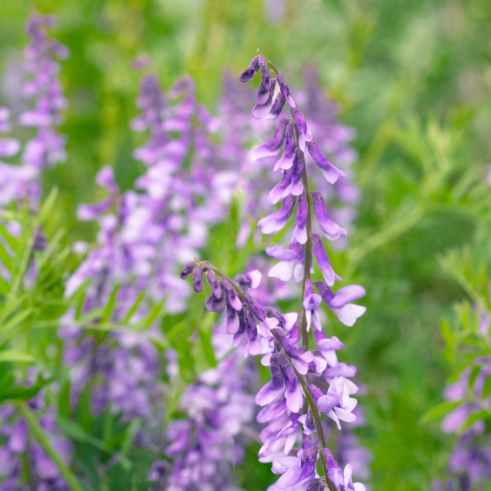 Goat’s Rue Extract Health Benefits – HERBALICIOUS
